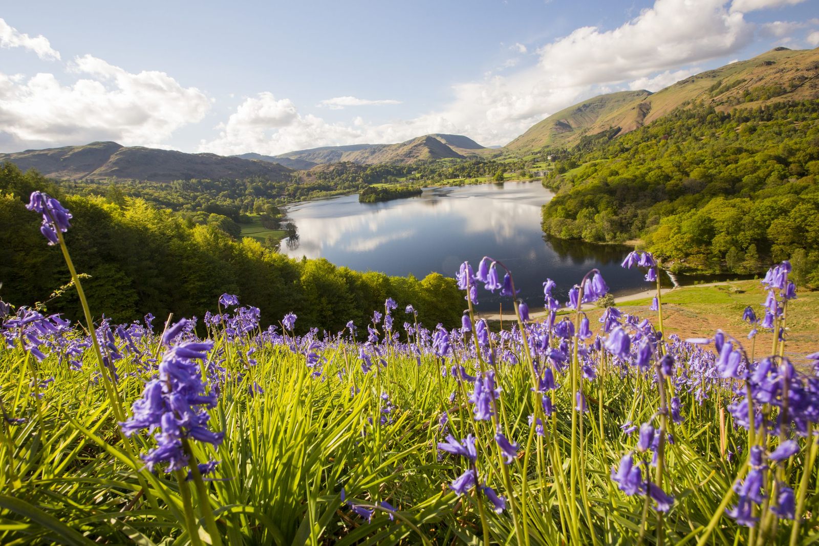 Where to see bluebells | Country Life