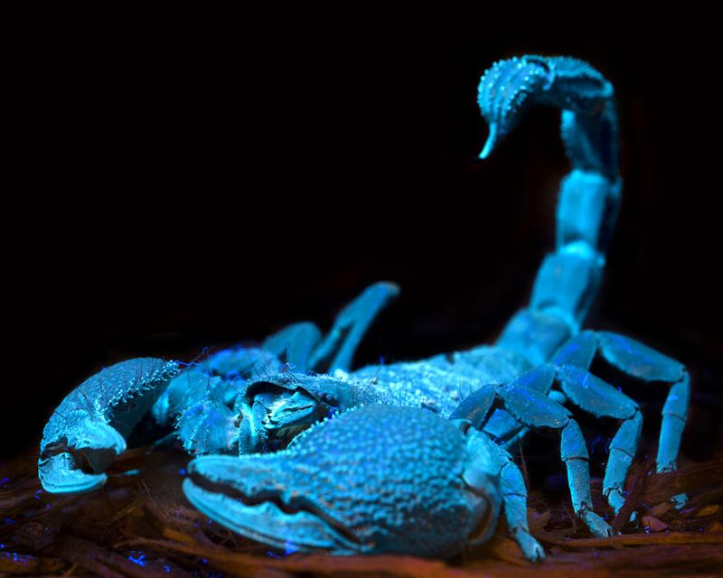 6 Wild Ways the Moon Affects Animals | Live Science