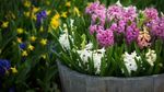 Best miniature bulbs: 15 ideas for small yards and planters | Homes and ...