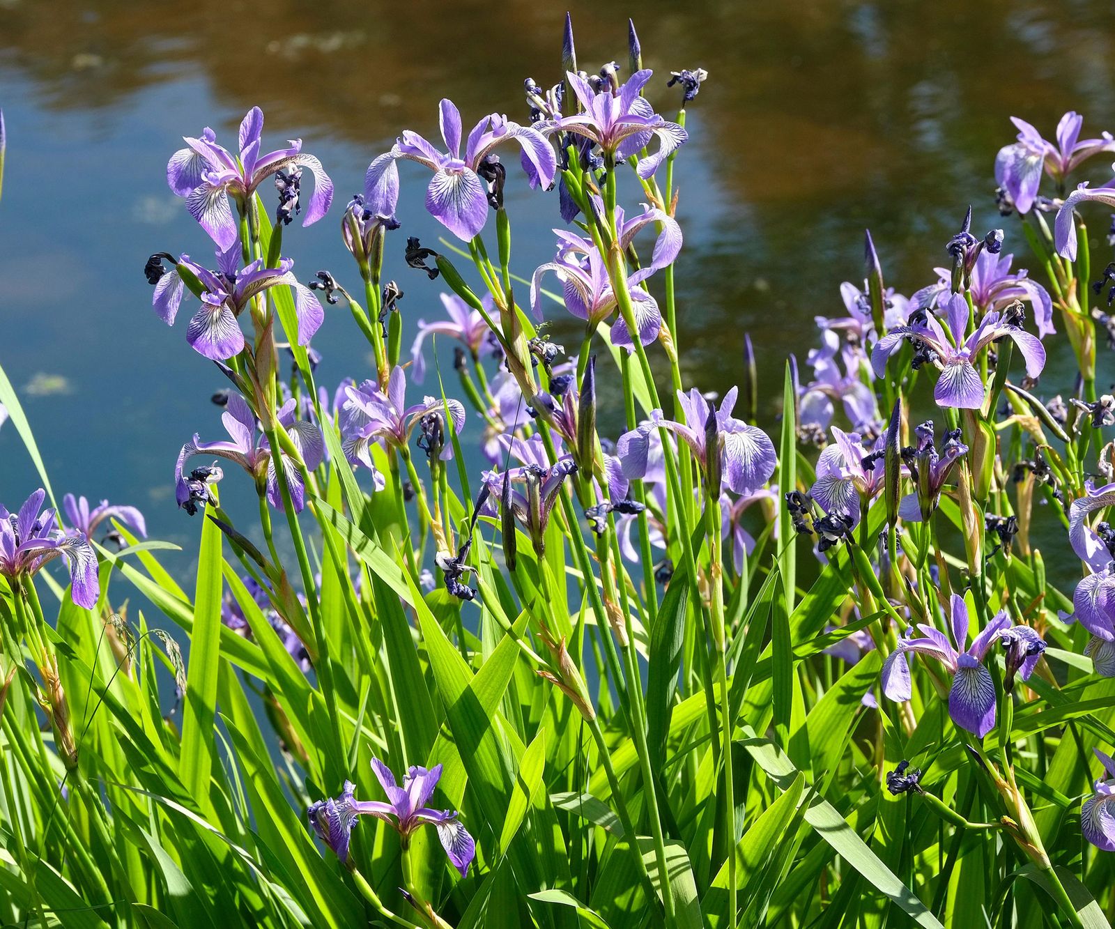 Best plants for a rain garden: 9 water-loving plant species | Homes and ...