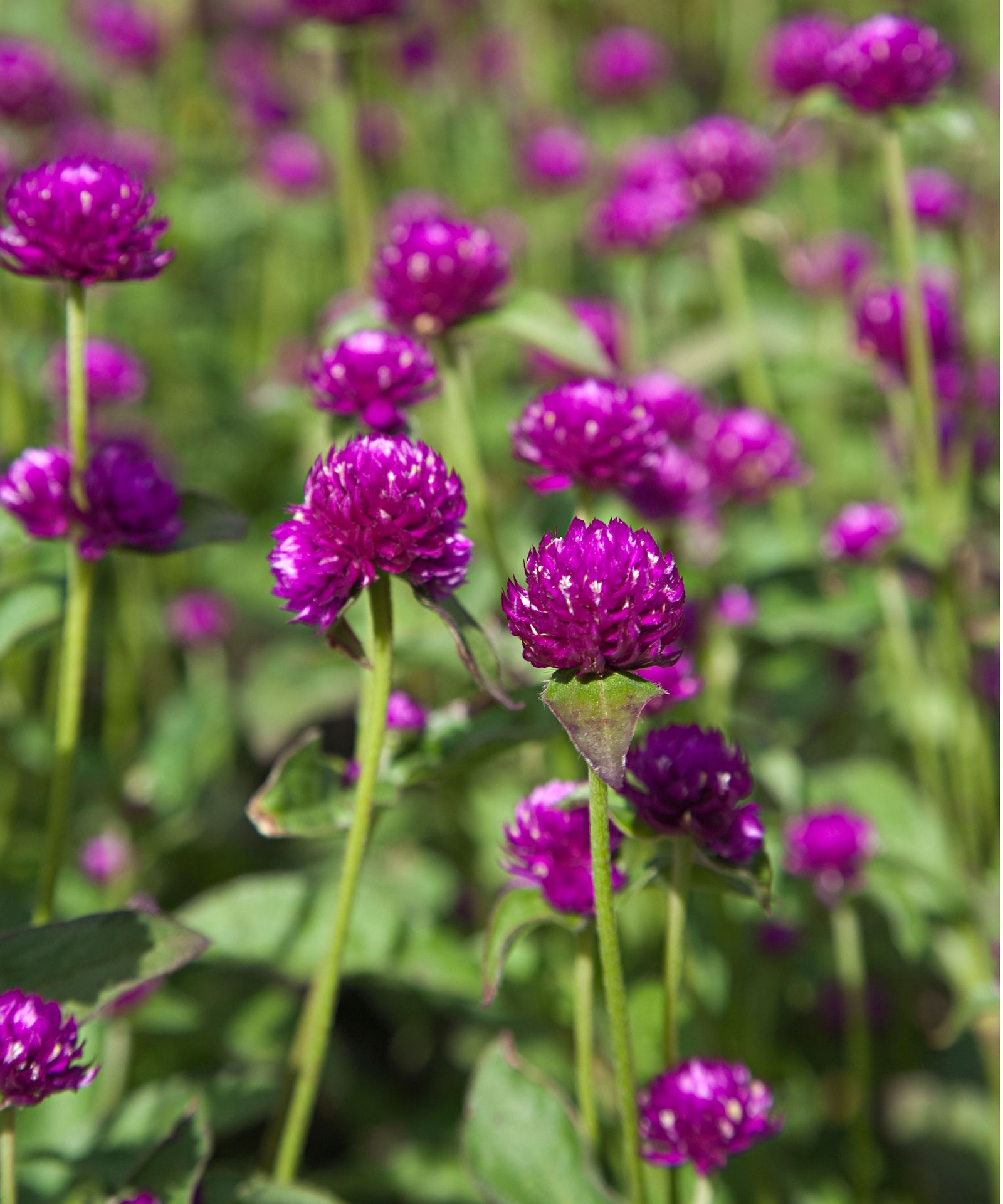 Best filler plants for sparse flower beds: 5 top picks | Homes and Gardens