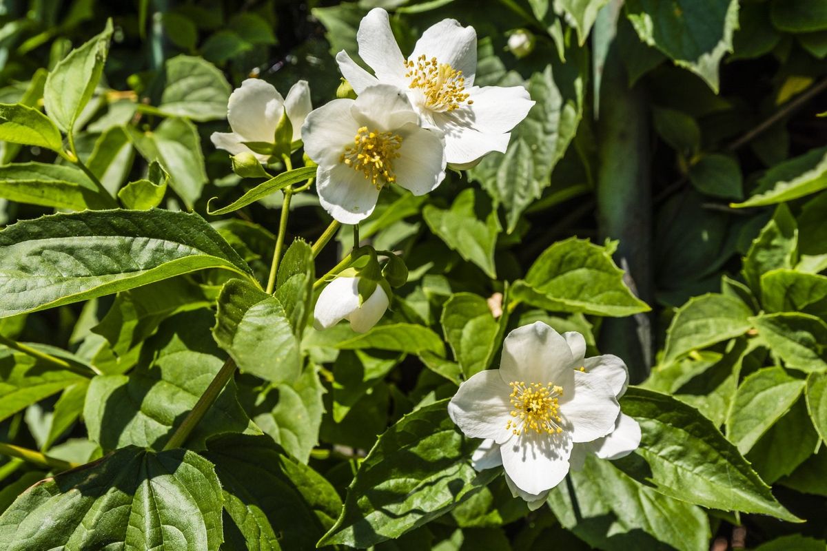 Moving A Mock Orange Bush - Tips On How To Transplant A Mock Orange ...