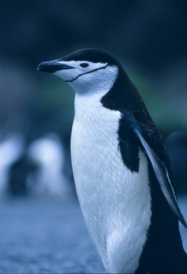 Photos of Flightless Birds: All 18 Penguin Species | Live Science
