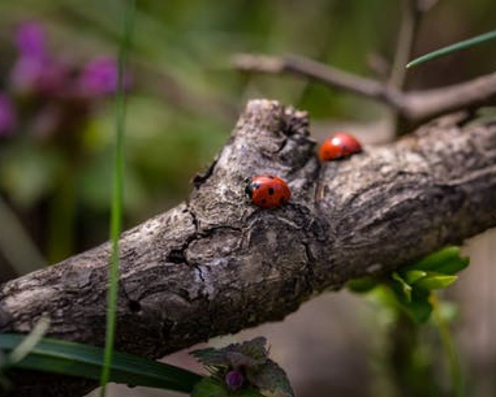 Spring photography tips to help you capture the beauty of the season ...