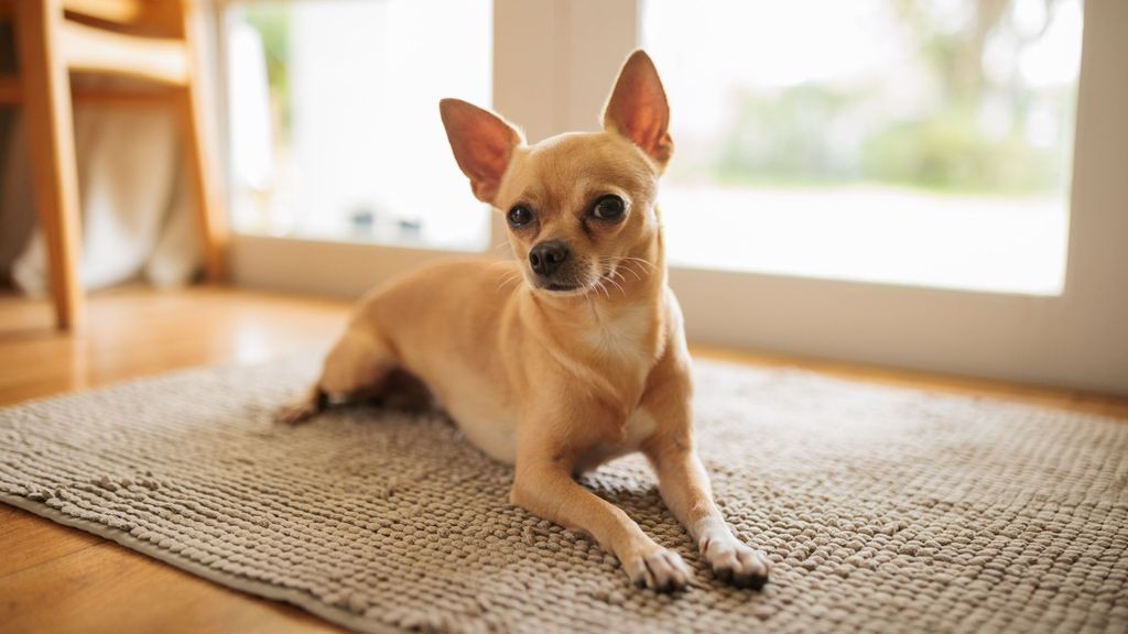 Small dog syndrome: What you need to know | PetsRadar