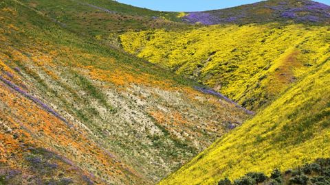 What is a super bloom – and how can you see one responsibly? | Advnture