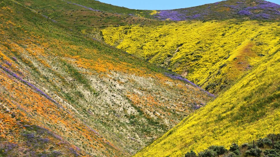 What is a super bloom – and how can you see one responsibly? | Advnture