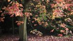 Farmers' Almanac peak fall foliage map and dates revealed | Homes and ...