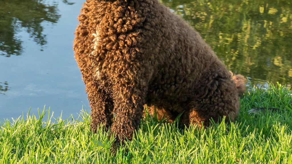 32 things to know about American water spaniels | PetsRadar