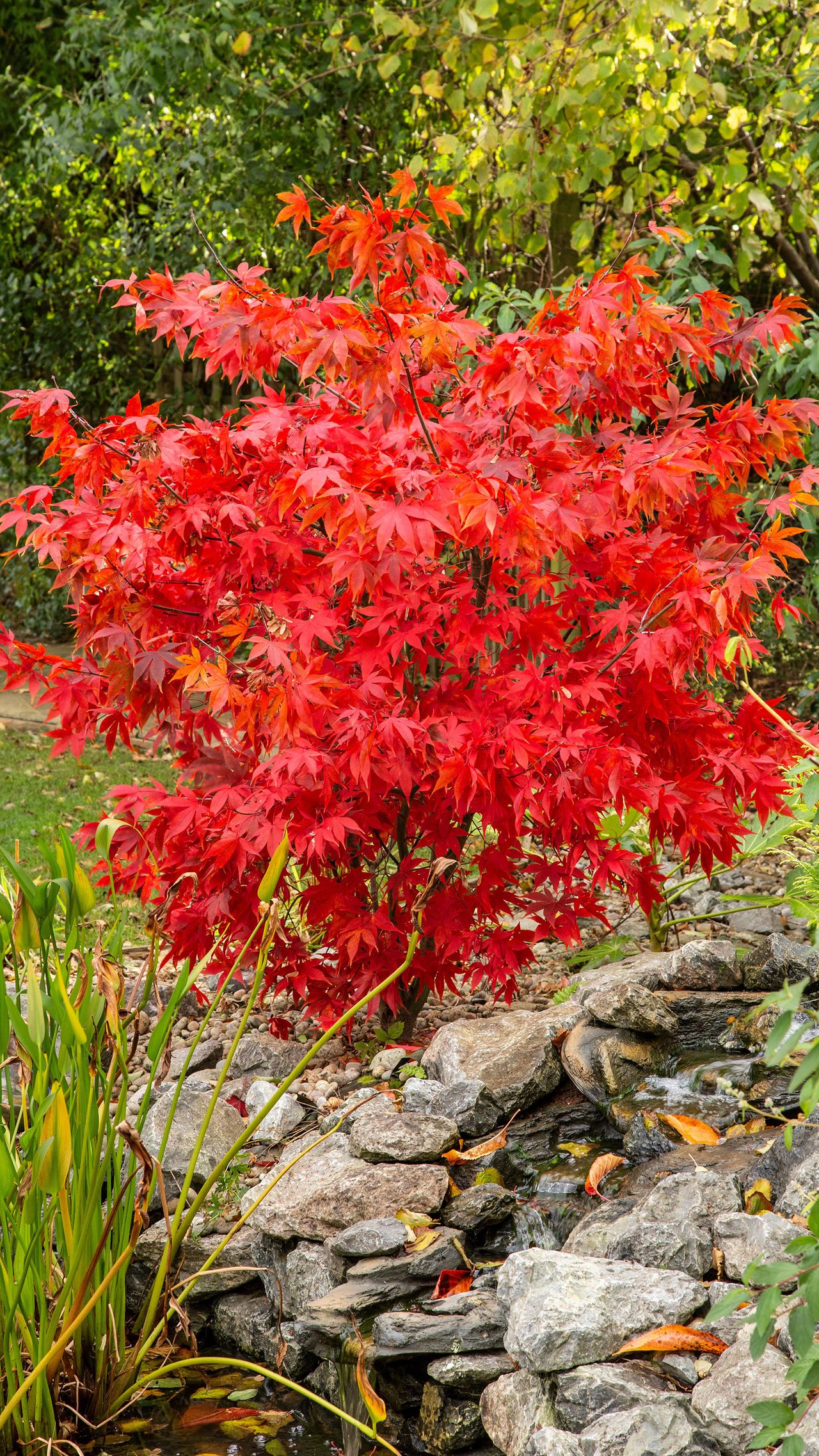 Japanese garden ideas: 14 ways to create a tranquil space with ...