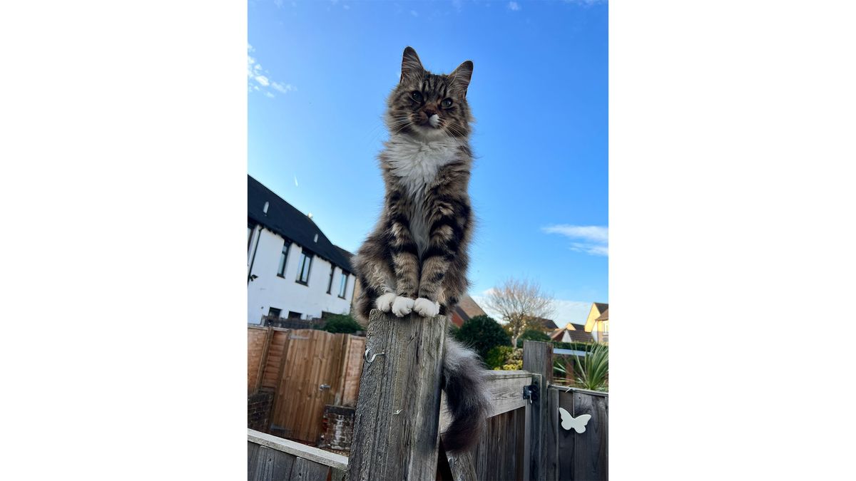 New iPhone 15 Pro camera's Portrait mode cat photography is blowing my ...