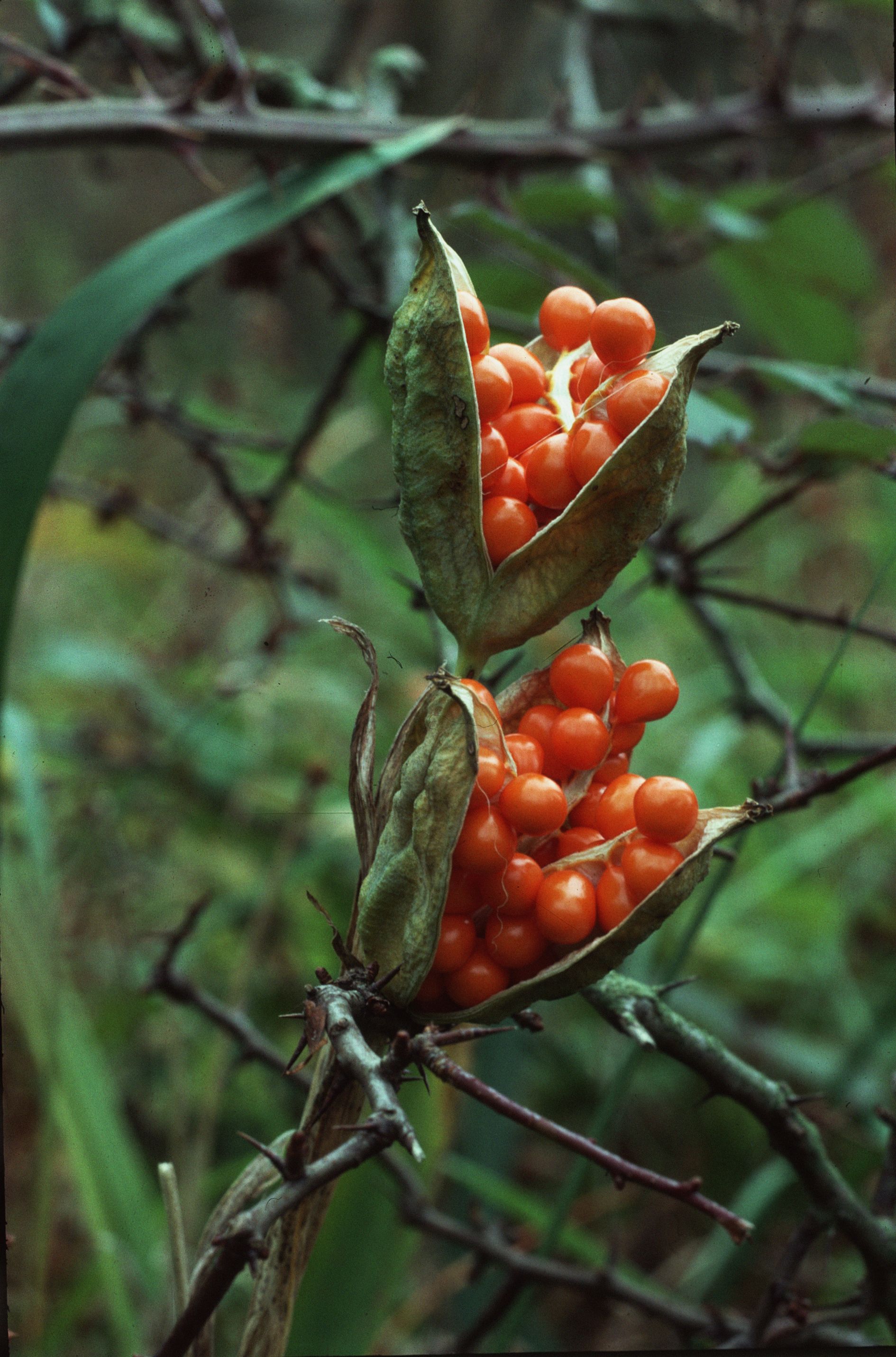Don't judge a plant by its smell: Why 'the little stinkers of the ...
