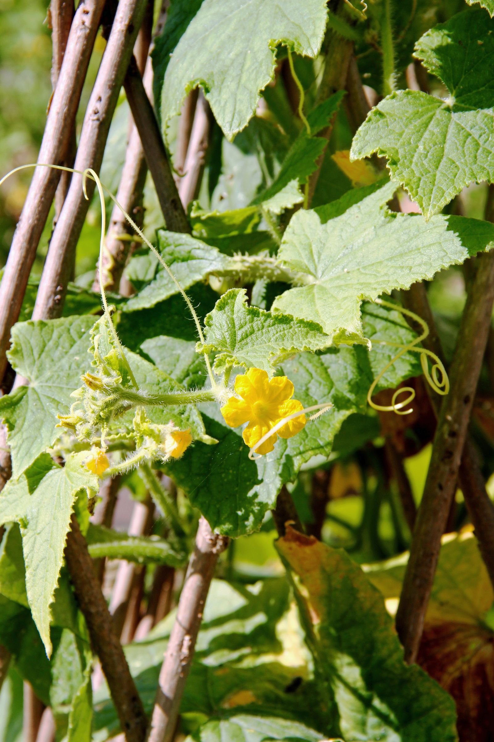 How to grow cucumbers vertically: simple methods to try | Homes and Gardens