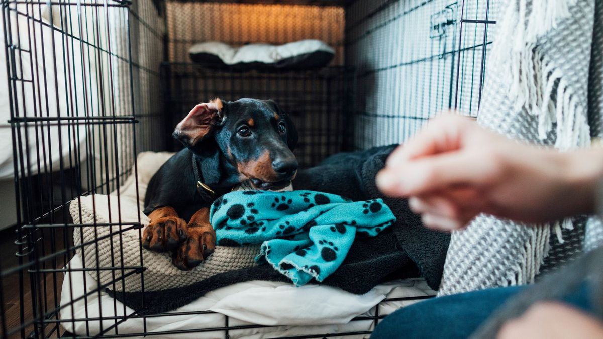 27 practical tips for training your dog on your own | PetsRadar
