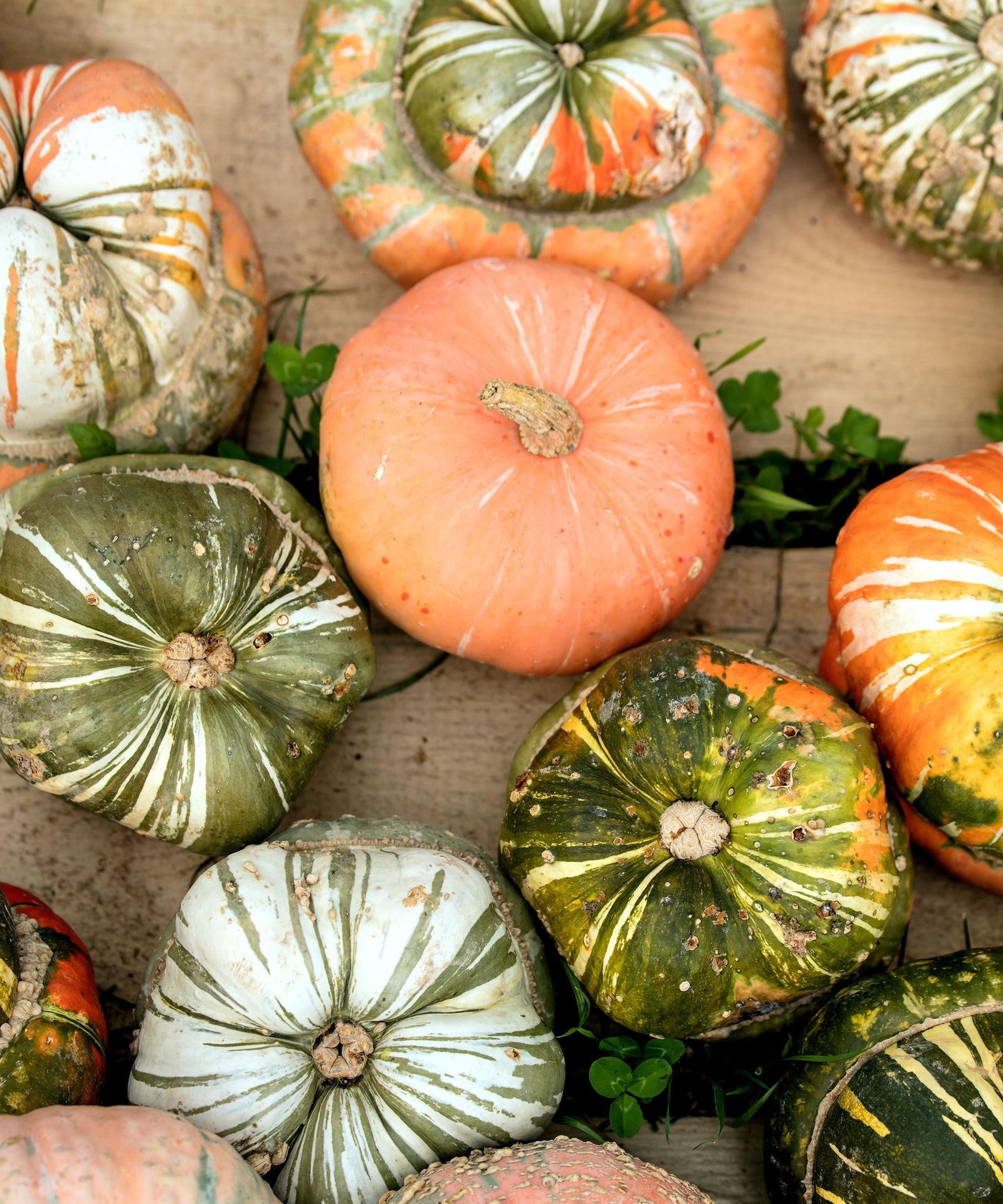 Harvesting summer squash: how and when to pick the best crop | Homes ...