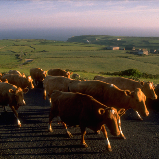 Nine things you need to know before moving to the country | Country Life