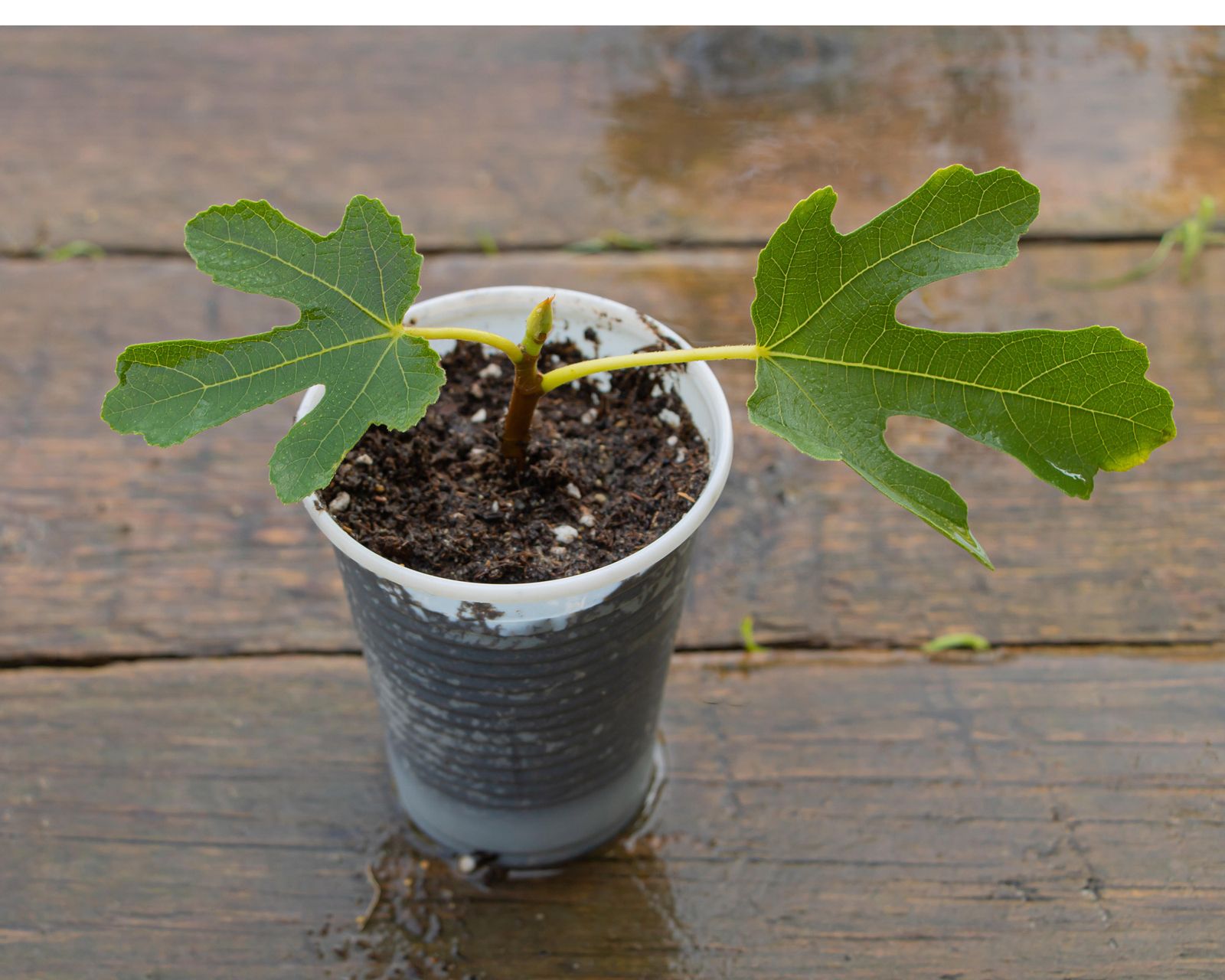 How to grow figs: expert tips on planting, growing and harvesting ...