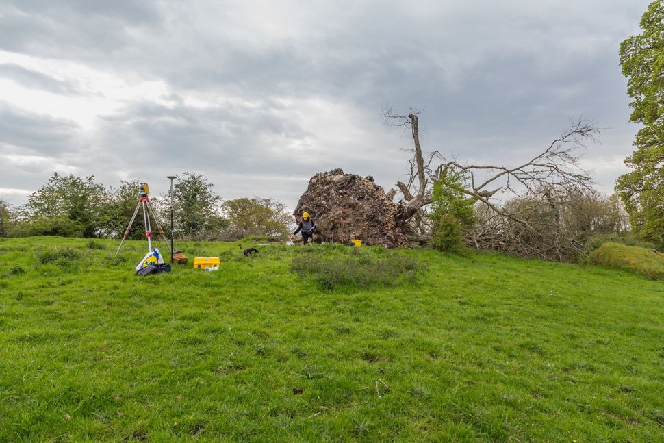 In Photos: Medieval Skeleton Entangled in Tree Roots | Live Science