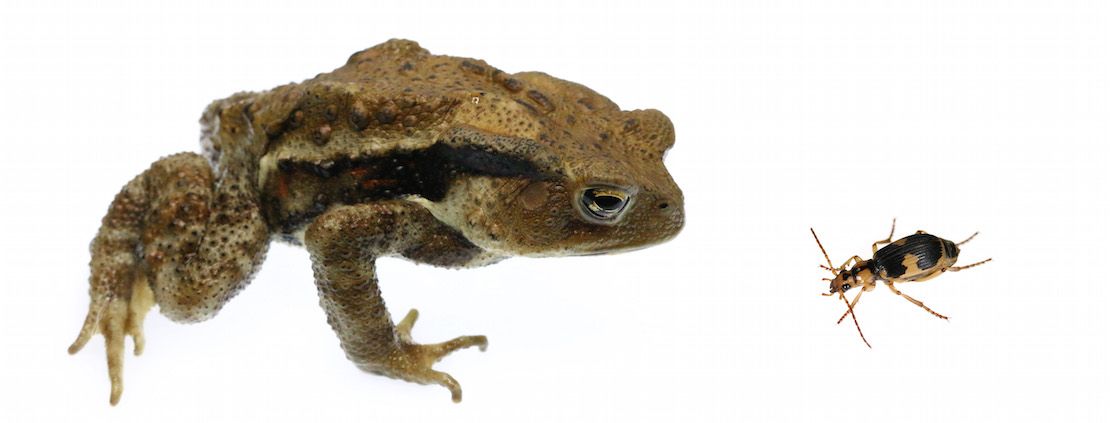 Toad Eats Beetle, Immediately Regrets It — Watch Retching Aftermath ...