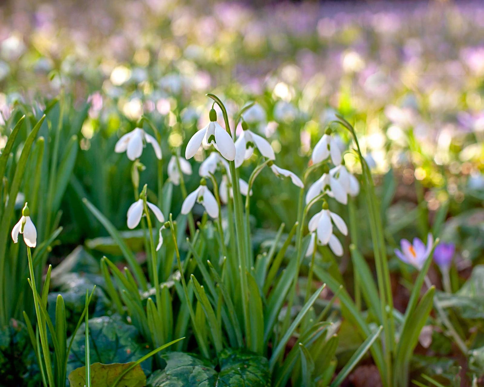 Planting bulbs for spring: a complete guide | Gardeningetc