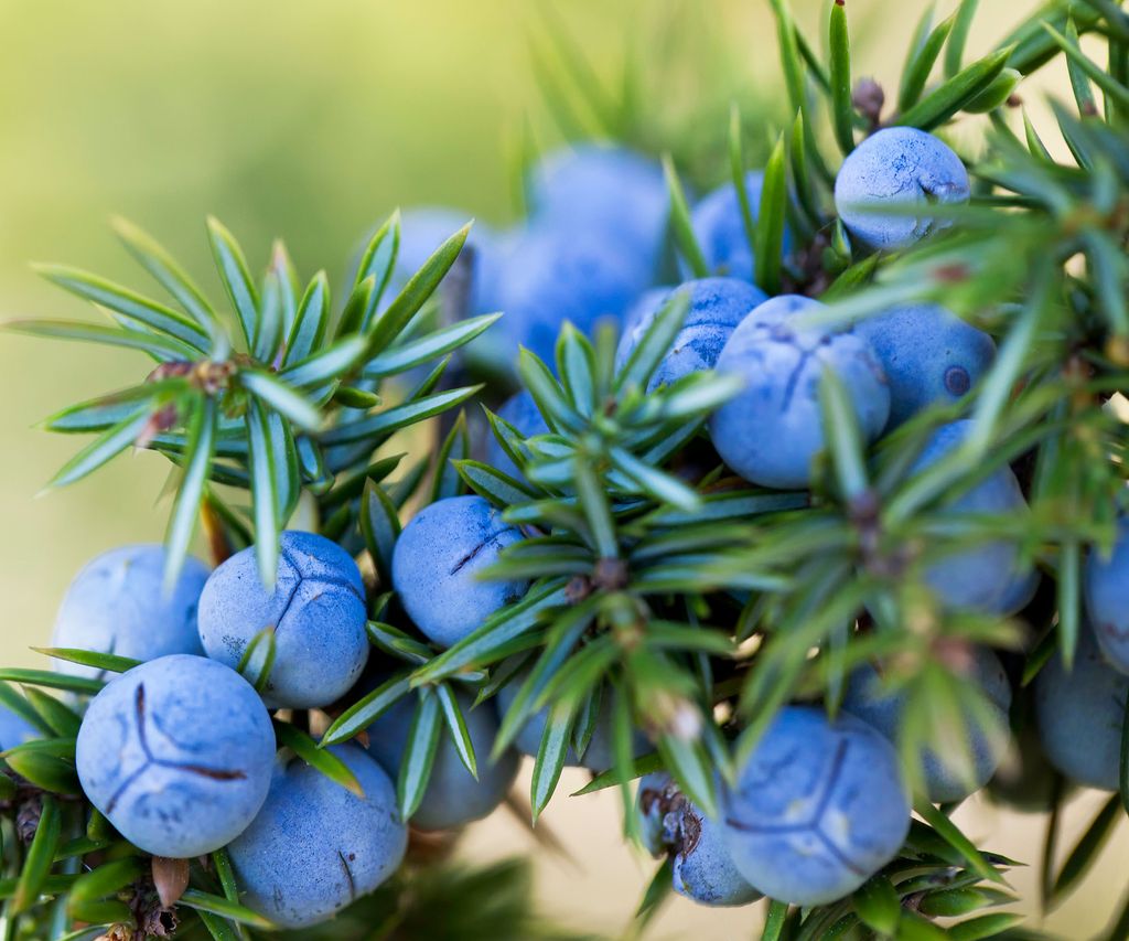 Best Plants For Pots All Year Round – Four Season Containers ...