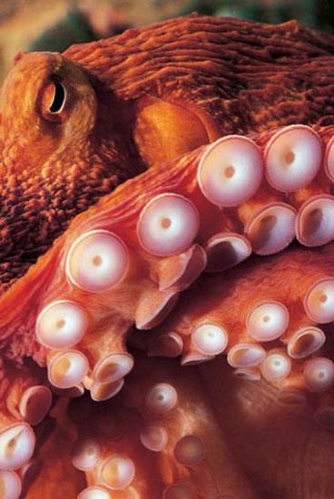 Photos: See the World's Cutest Sea Creatures | Live Science