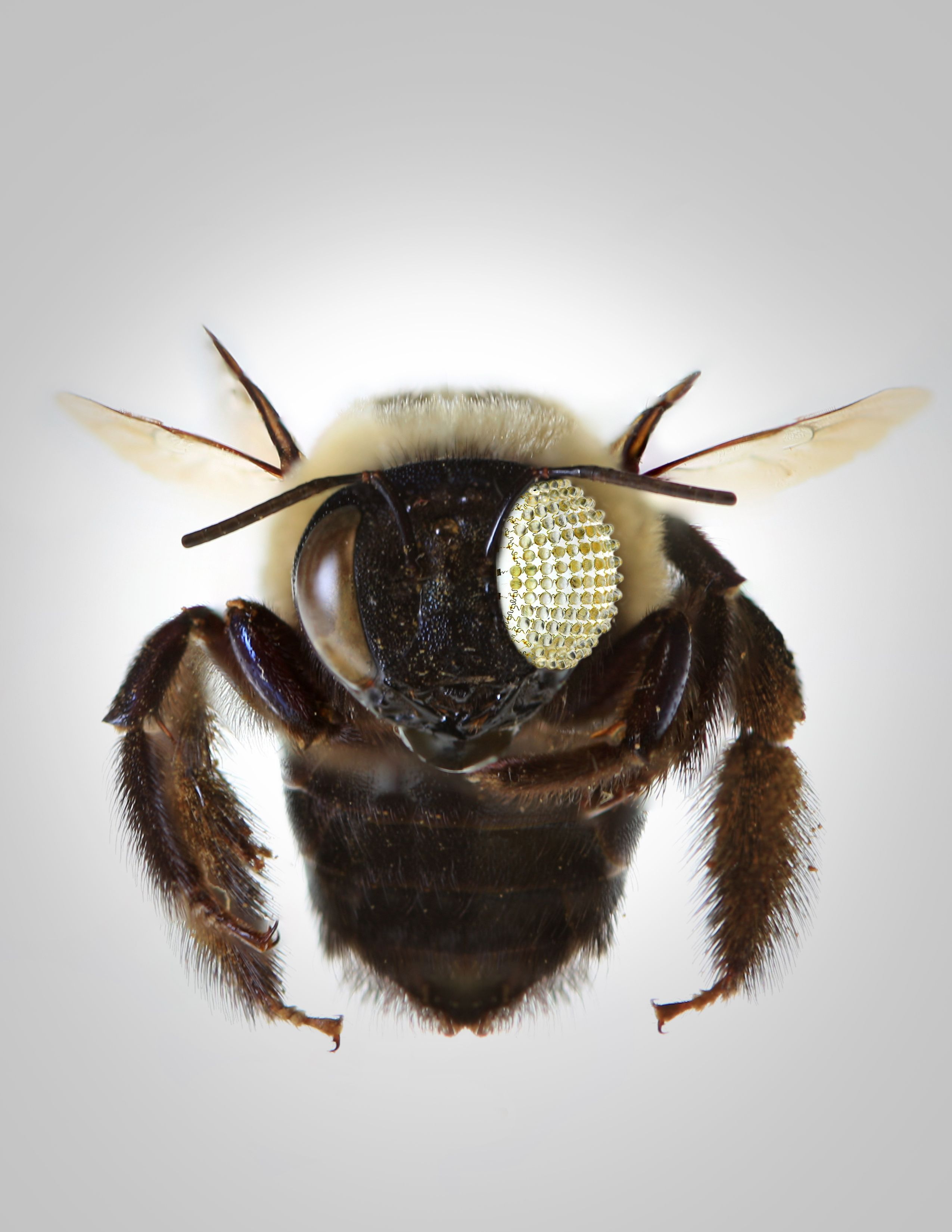 A Camera That Works Like a Bug's Eye | Insect Vision | Live Science