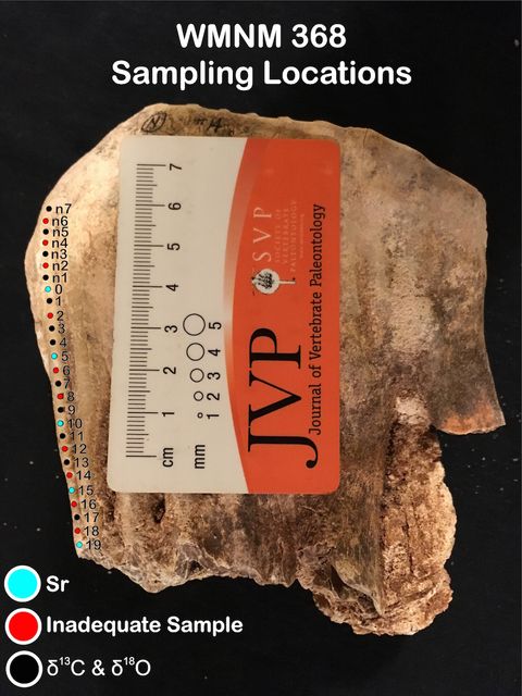 Mammoth Tooth Reveals Beast Once Tramped Around Austin, Texas | Live ...