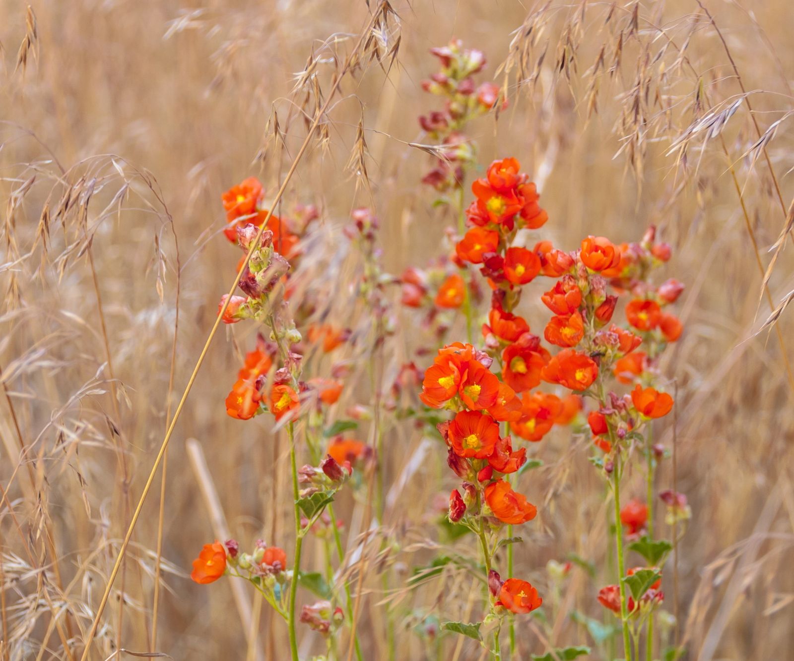 California native planting: 7 ideas for your yard | Homes and Gardens