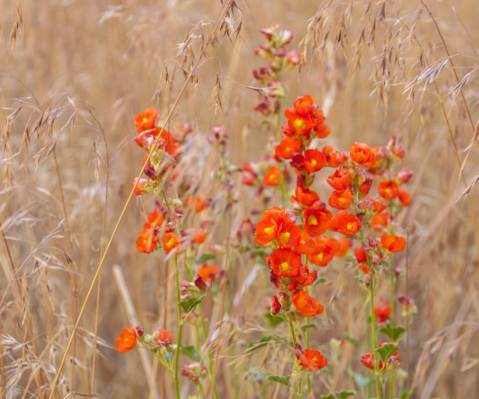 California native planting: 7 ideas for your yard | Homes and Gardens