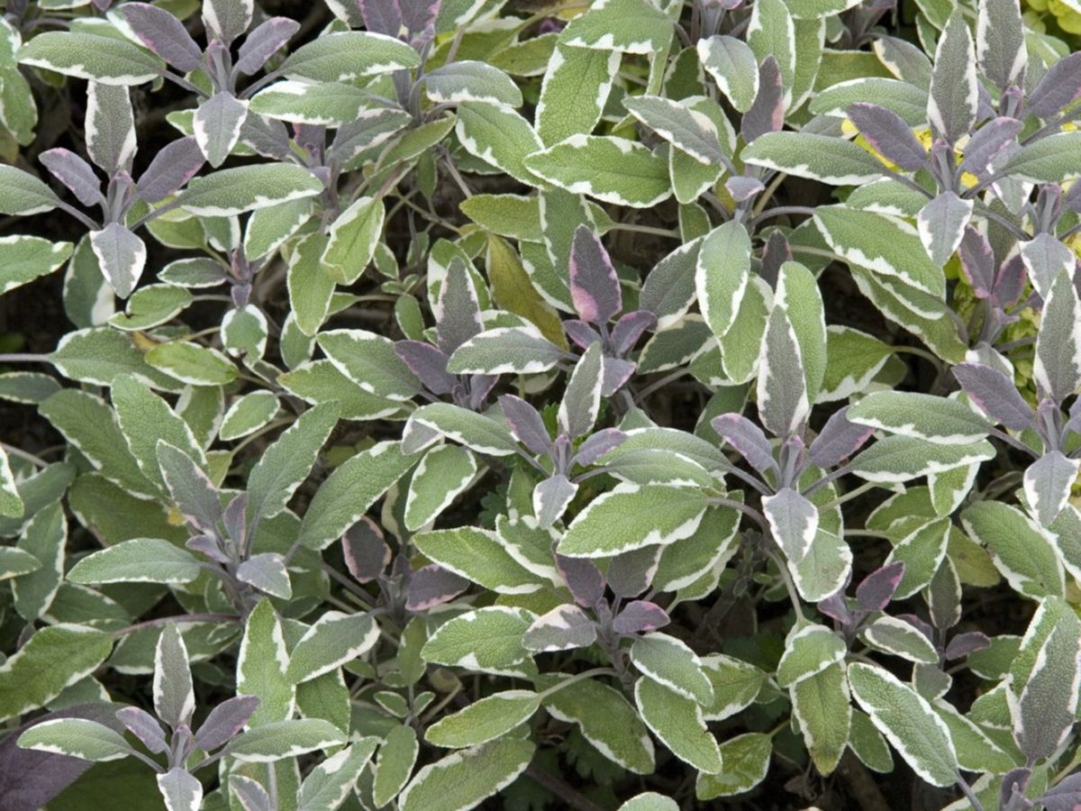 Tricolor Sage Care: What Are Uses For Tricolor Sage In Gardens ...