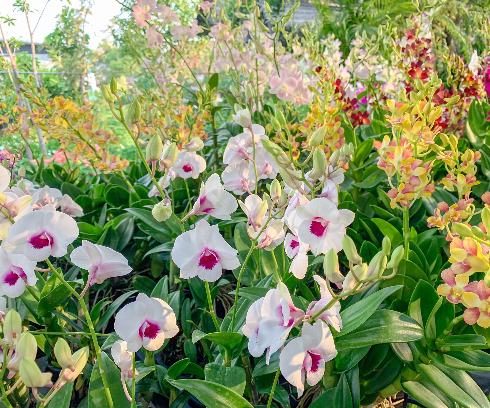 Can you grow orchids outdoors? Expert tips for success | Homes and Gardens