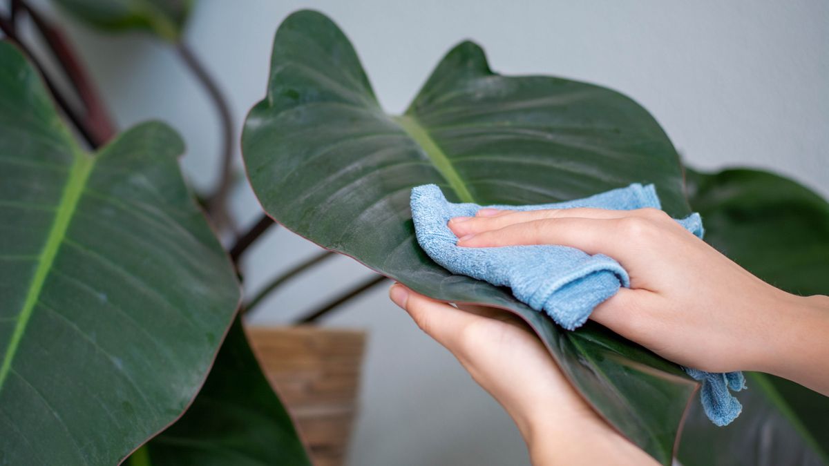 How to spring clean your indoor plants — tips from an expert | Tom's Guide