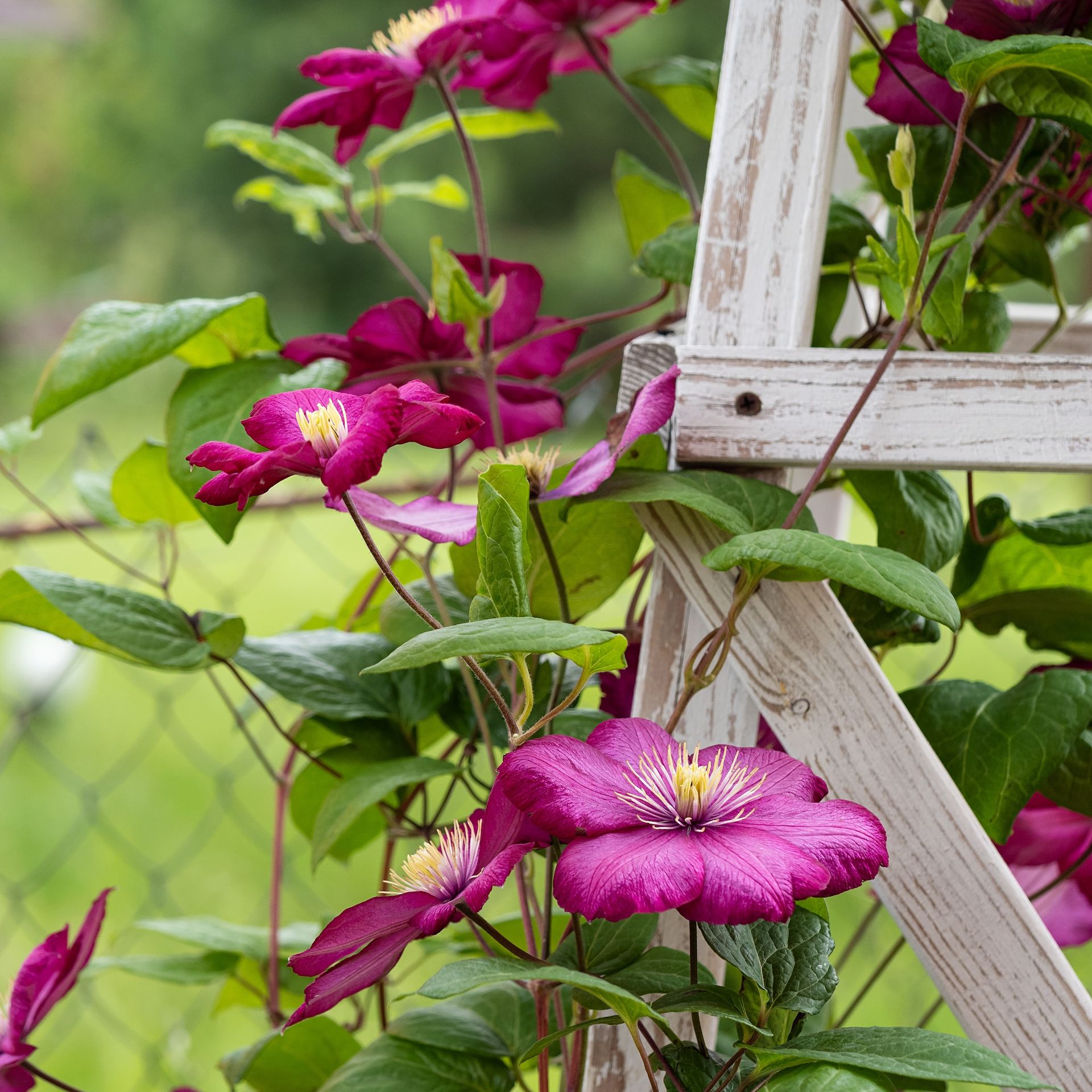 5 climbing plants with pink flowers to add to your garden | Ideal Home