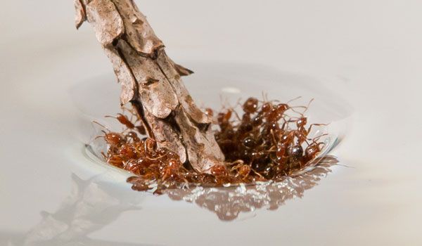 Secrets of Fire Ant Rafts Explained | Insects & Engineering | Live Science