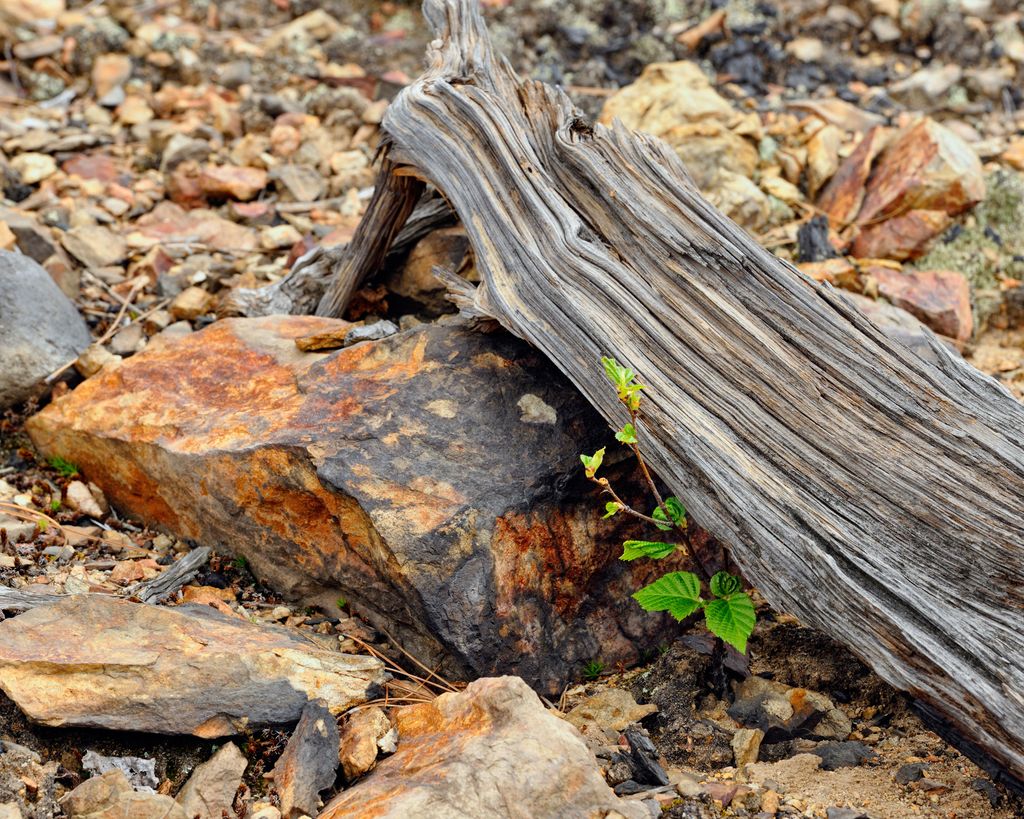Birch trees care and growing guide: expert gardening tips | Gardeningetc