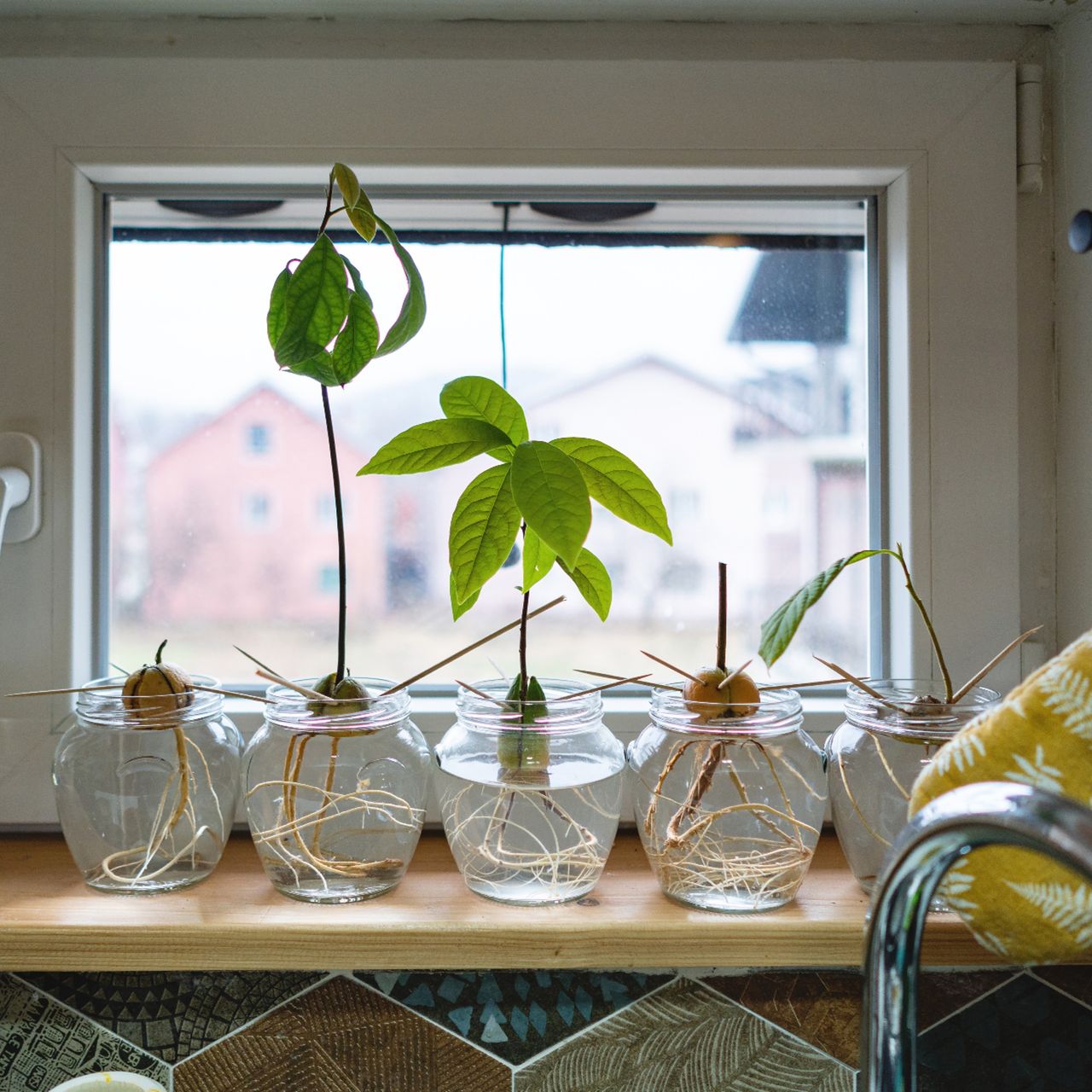 How to grow avocado from stone: a step-by-step guide | Ideal Home