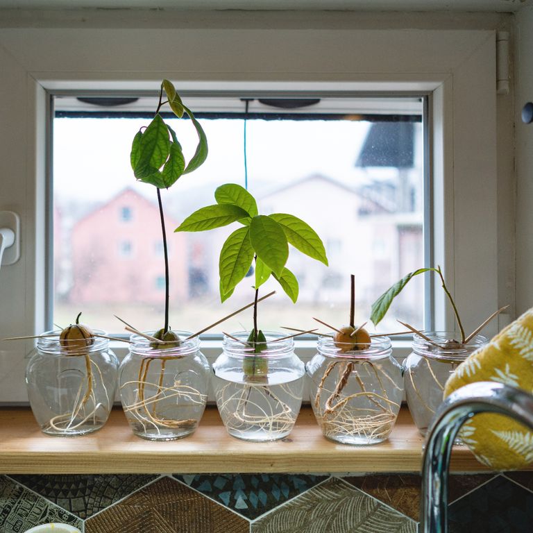 How to grow avocado from stone: a step-by-step guide | Ideal Home