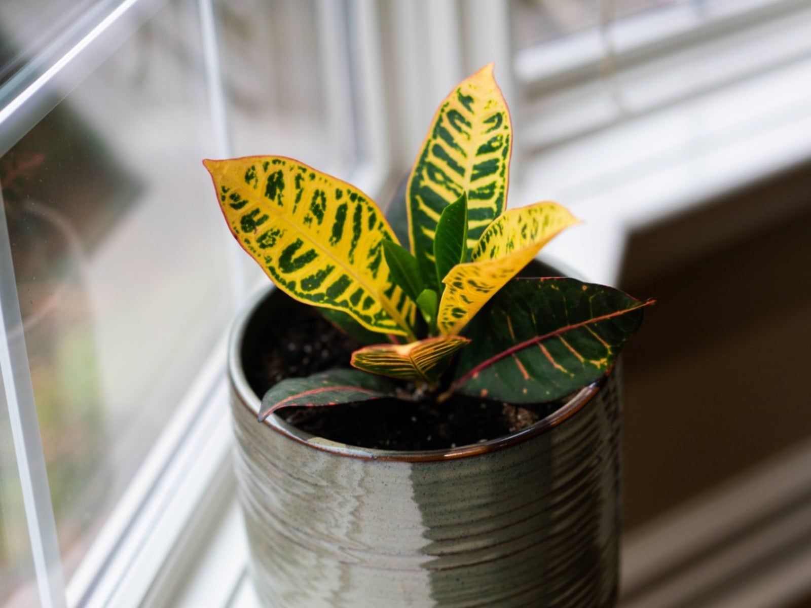 Croton Propagation Tips And Techniques | Gardening Know How