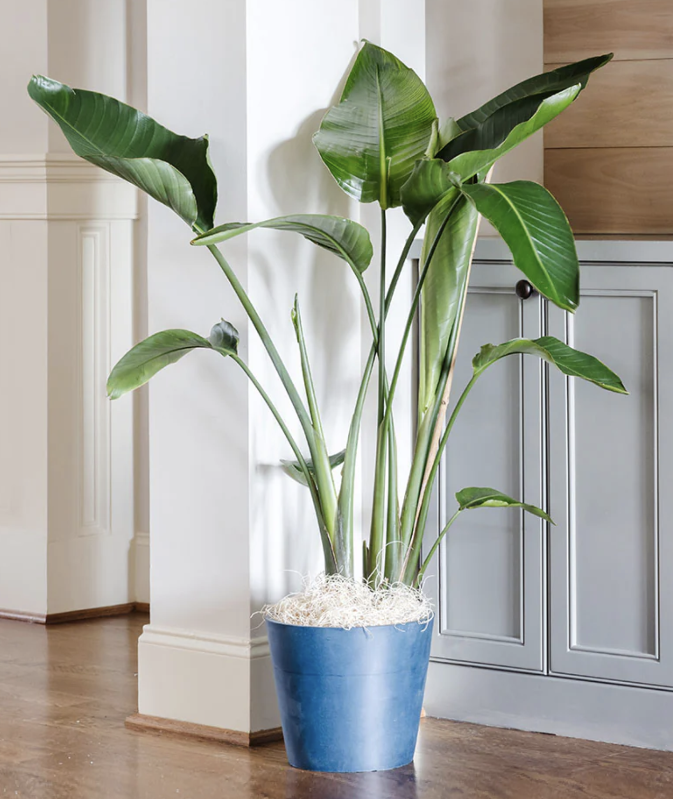 What plants are best for a lush indoor garden? | Livingetc