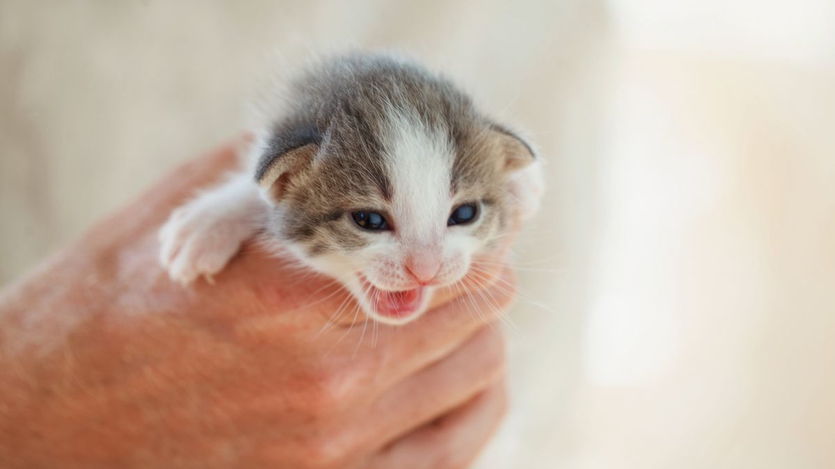 32 facts about kittens | PetsRadar