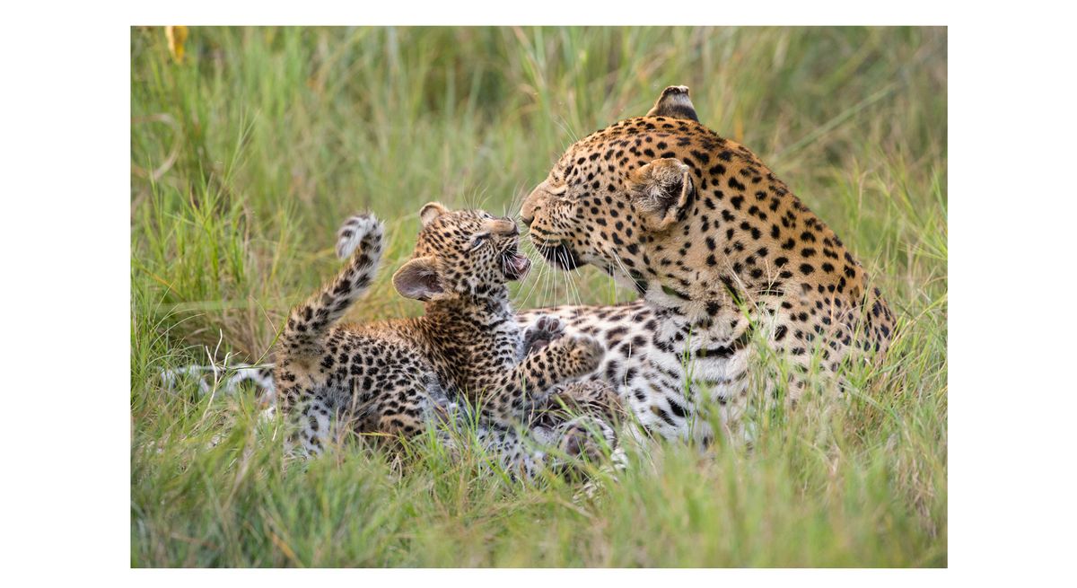 Remembering Leopards: latest book in photo conservation series is ...