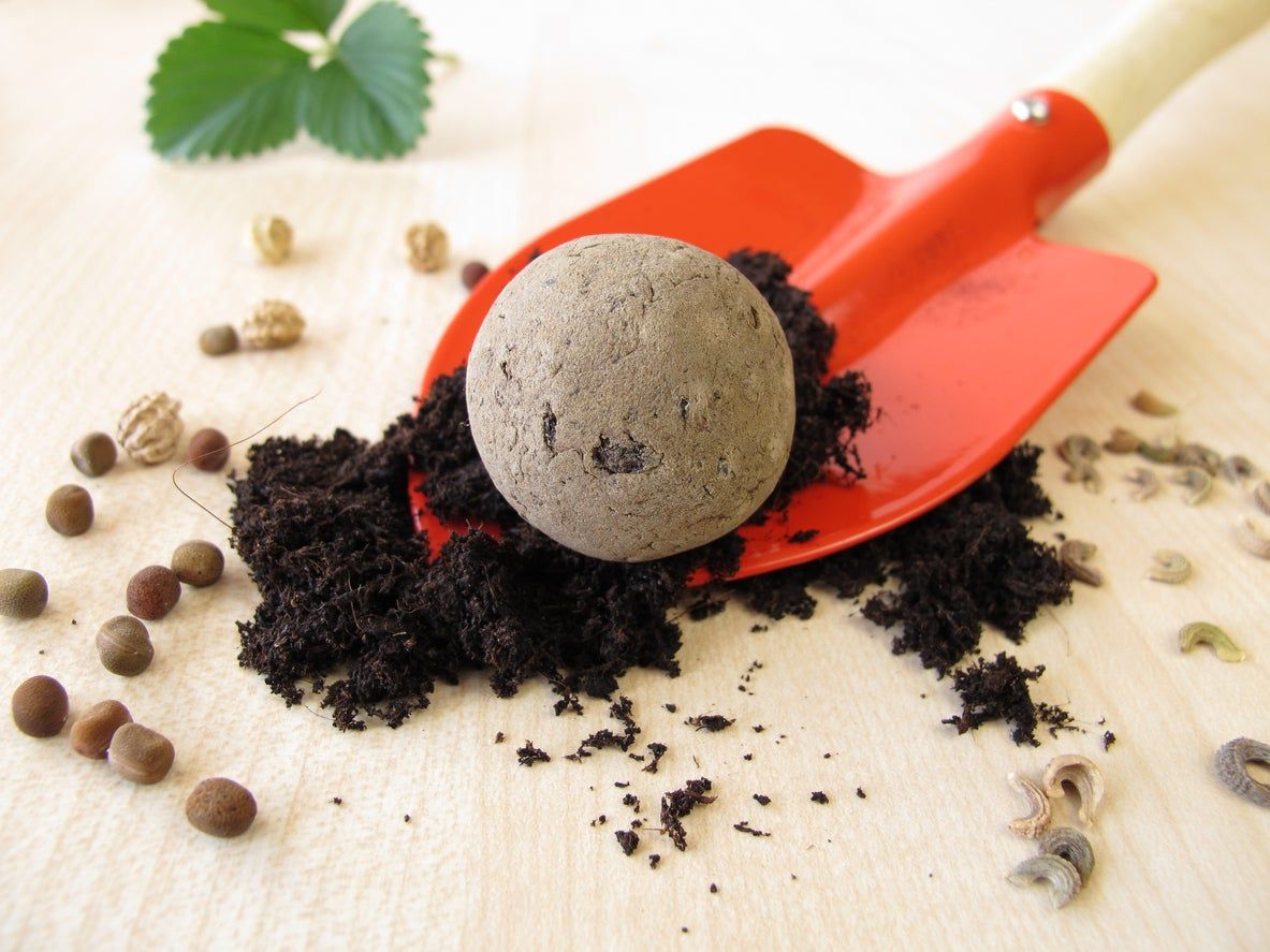 Planting Time For Seed Balls: When And How To Plant Seed Bombs ...