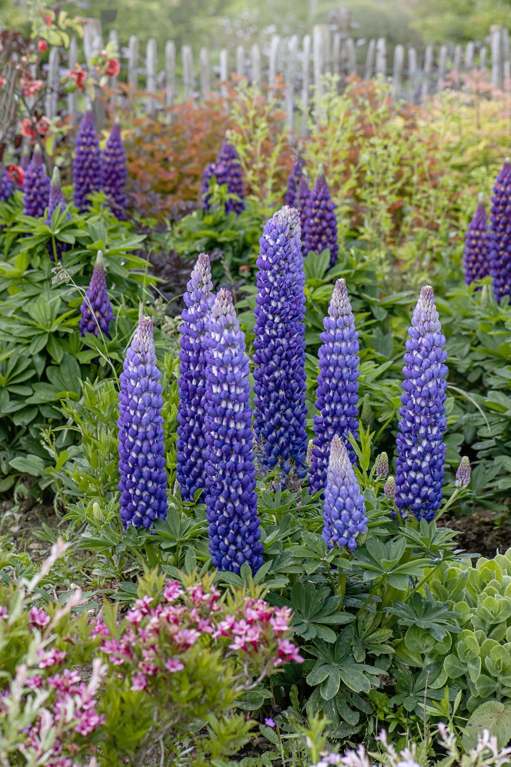 8 flower seeds to sow in September for a spring garden | Livingetc