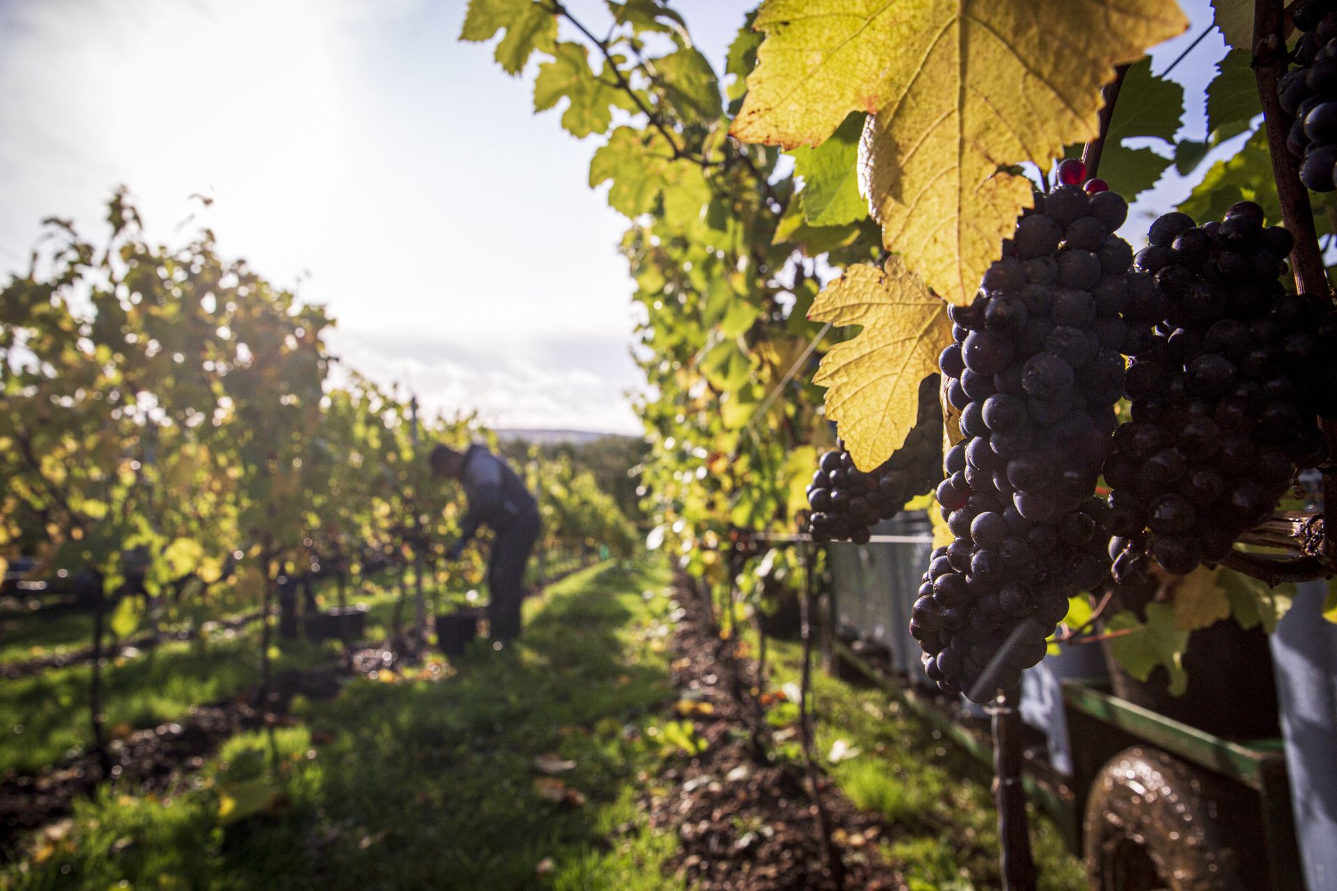 Domaine Evremond is the UK’s first subterranean winery | Wallpaper*