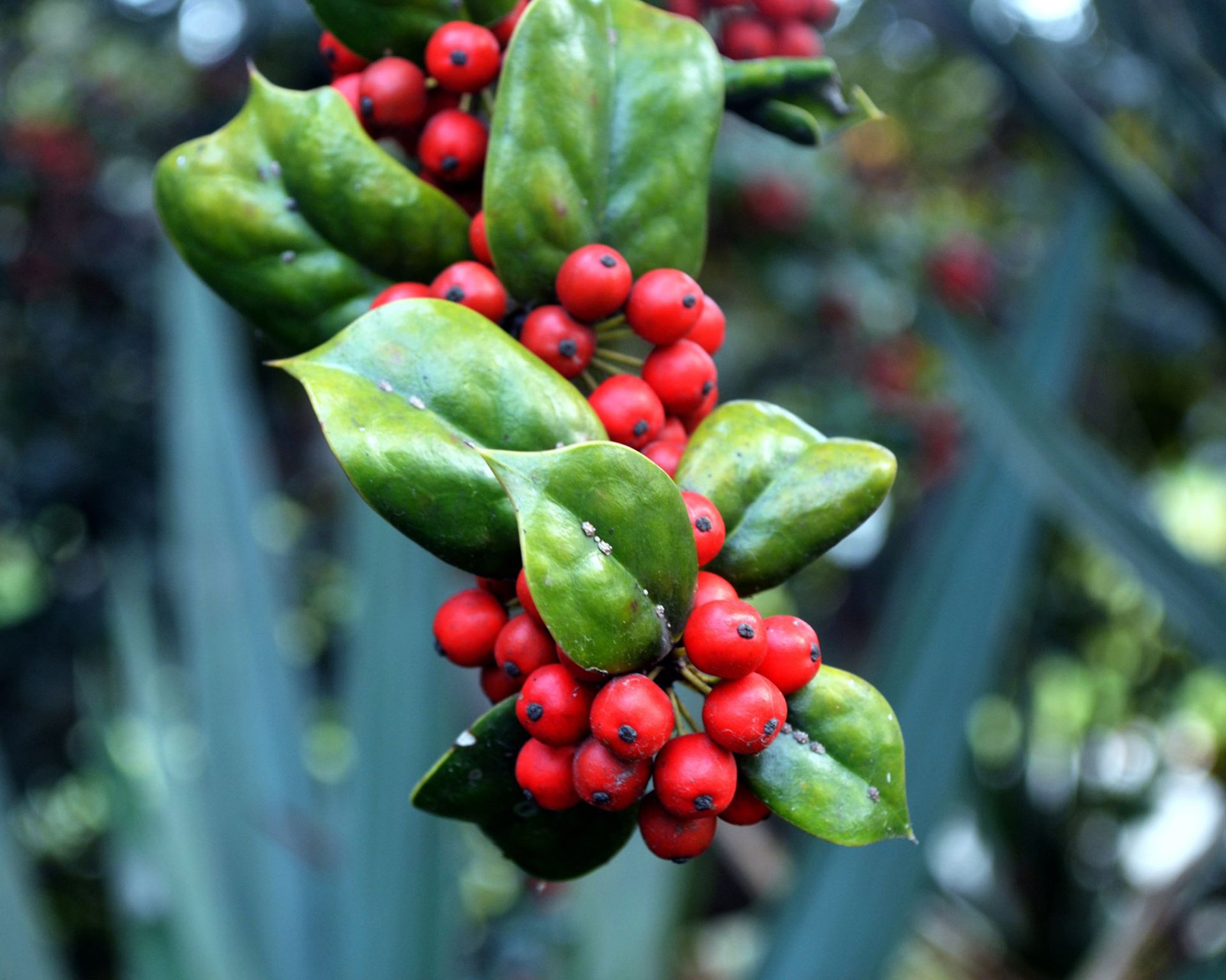 Prettiest evergreen plants: 10 beauties for year-round interest | Homes ...