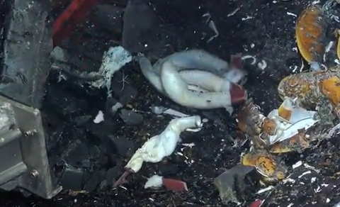 Ghostly white giant worms appear to be reproducing under the seafloor ...