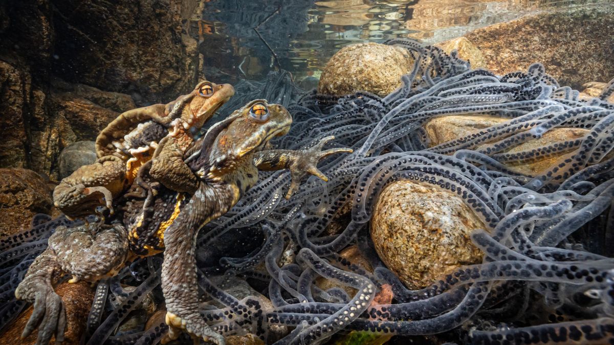 A creepy crocodile and glacial 'guts' among stunning winners from ...