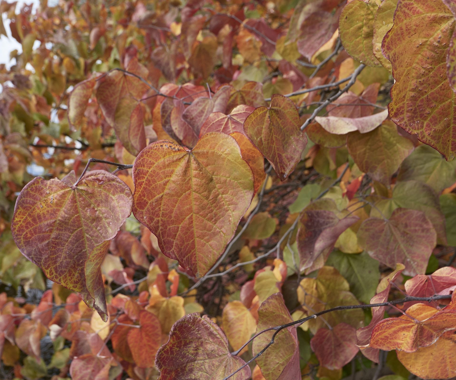 Best shrubs with dark foliage: top plants with purple leaves | Homes ...