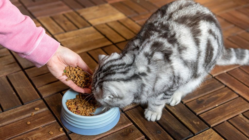 Does cat food expire? How to keep your cat food fresh | PetsRadar